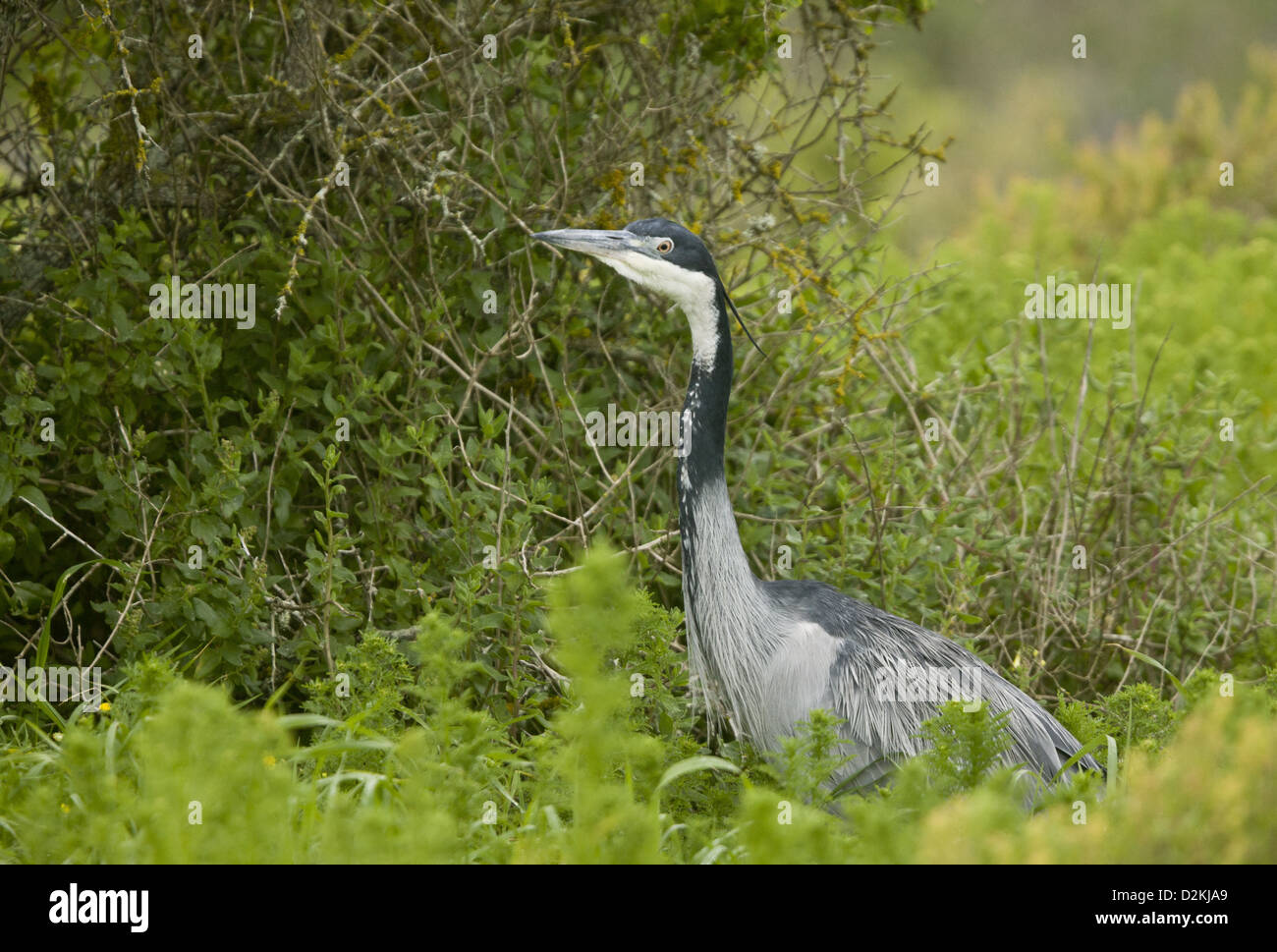 Black-headed Heron (Ardea melanocephala) hunting, South Africa Stock ...