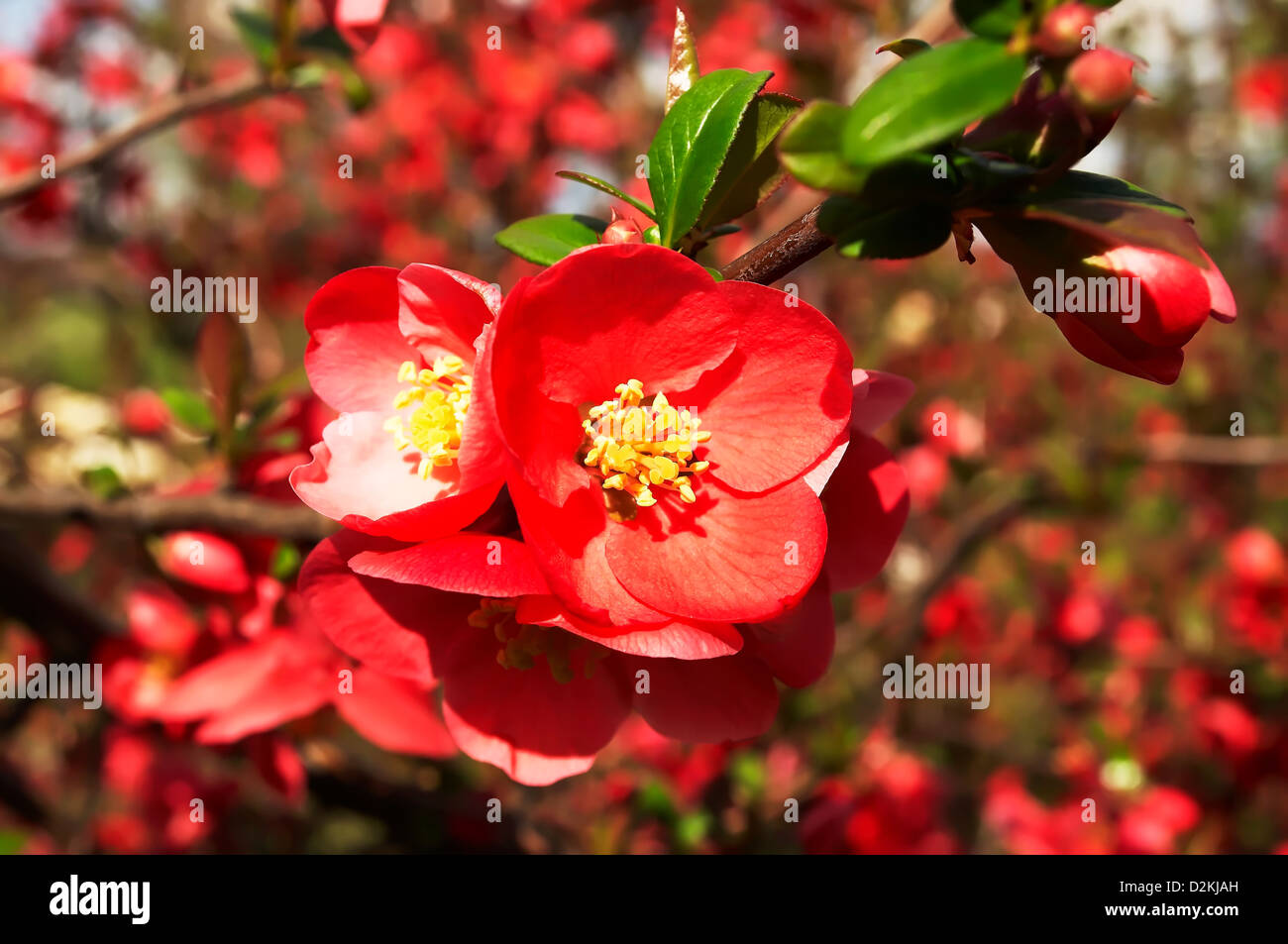 Beautiful spring red flowers Stock Photo - Alamy