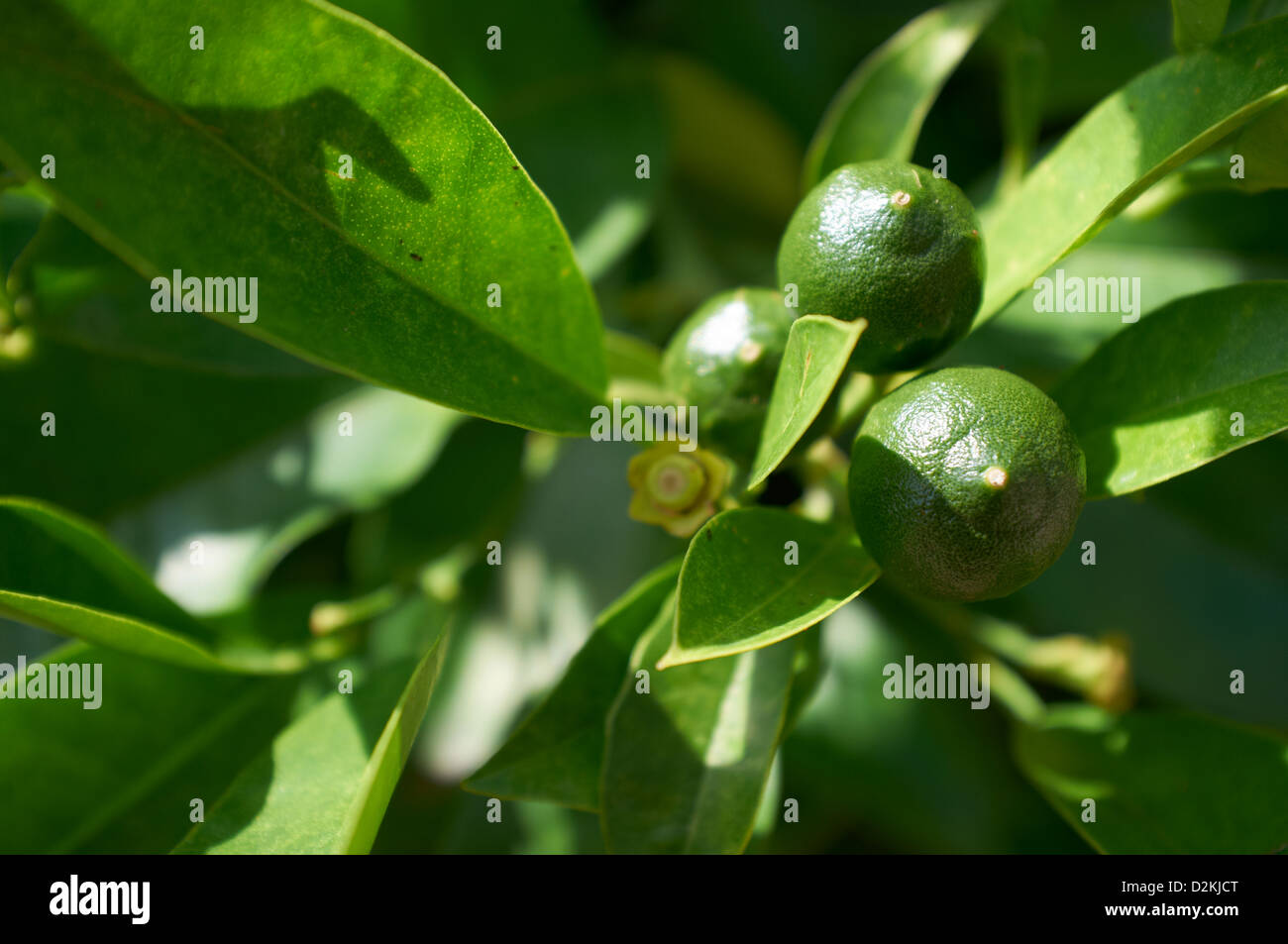 Small grapefruit growing Stock Photo - Alamy