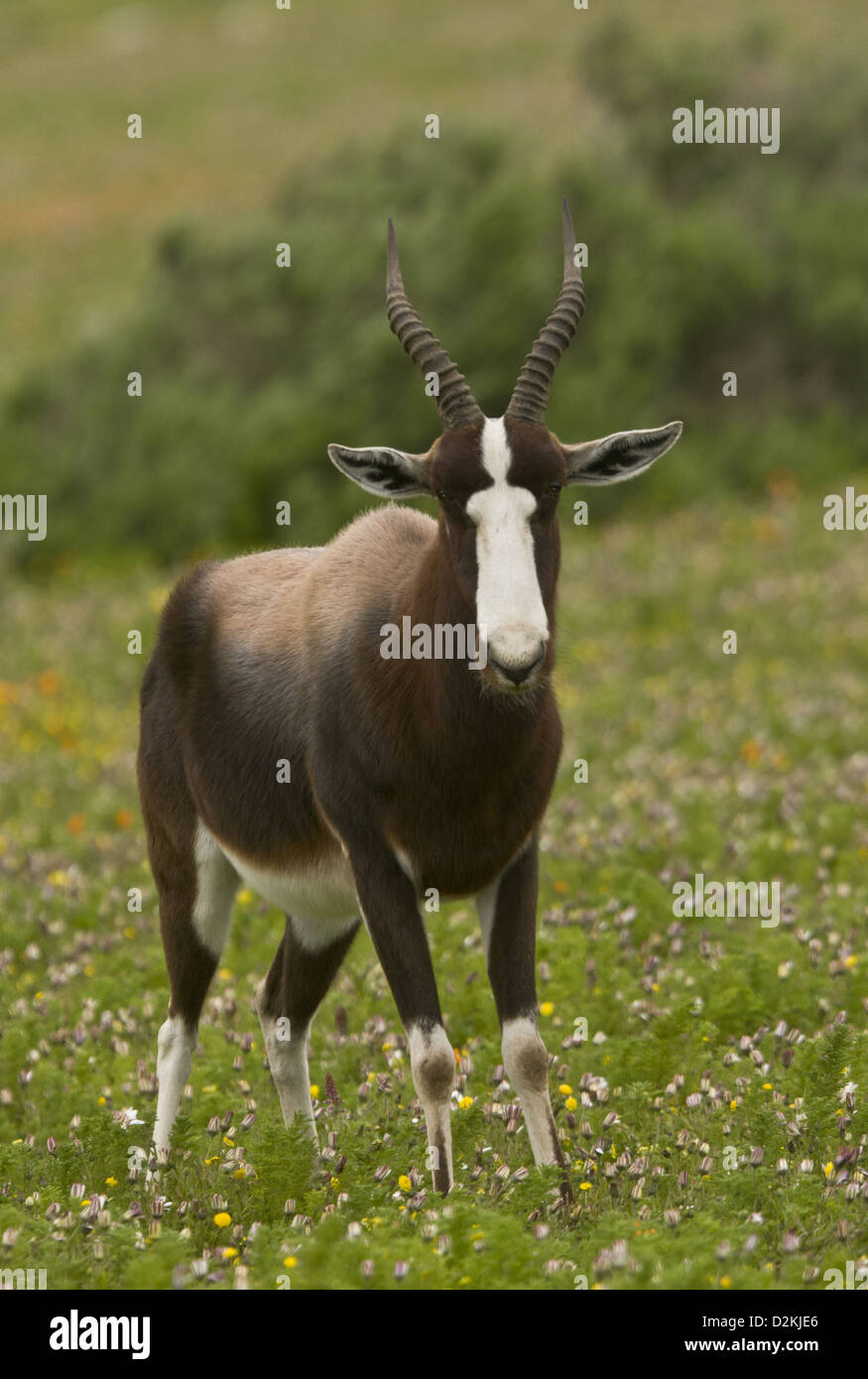 Grassland antelopes hi-res stock photography and images - Alamy
