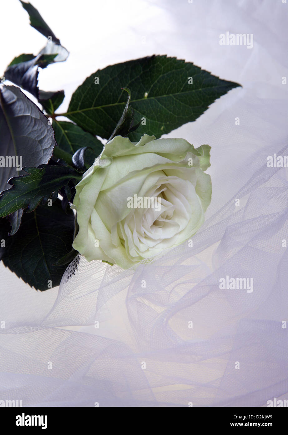 White rose on a white background Stock Photo - Alamy