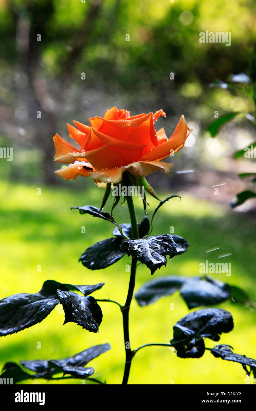beautiful rose with rain droplets in garden Stock Photo - Alamy