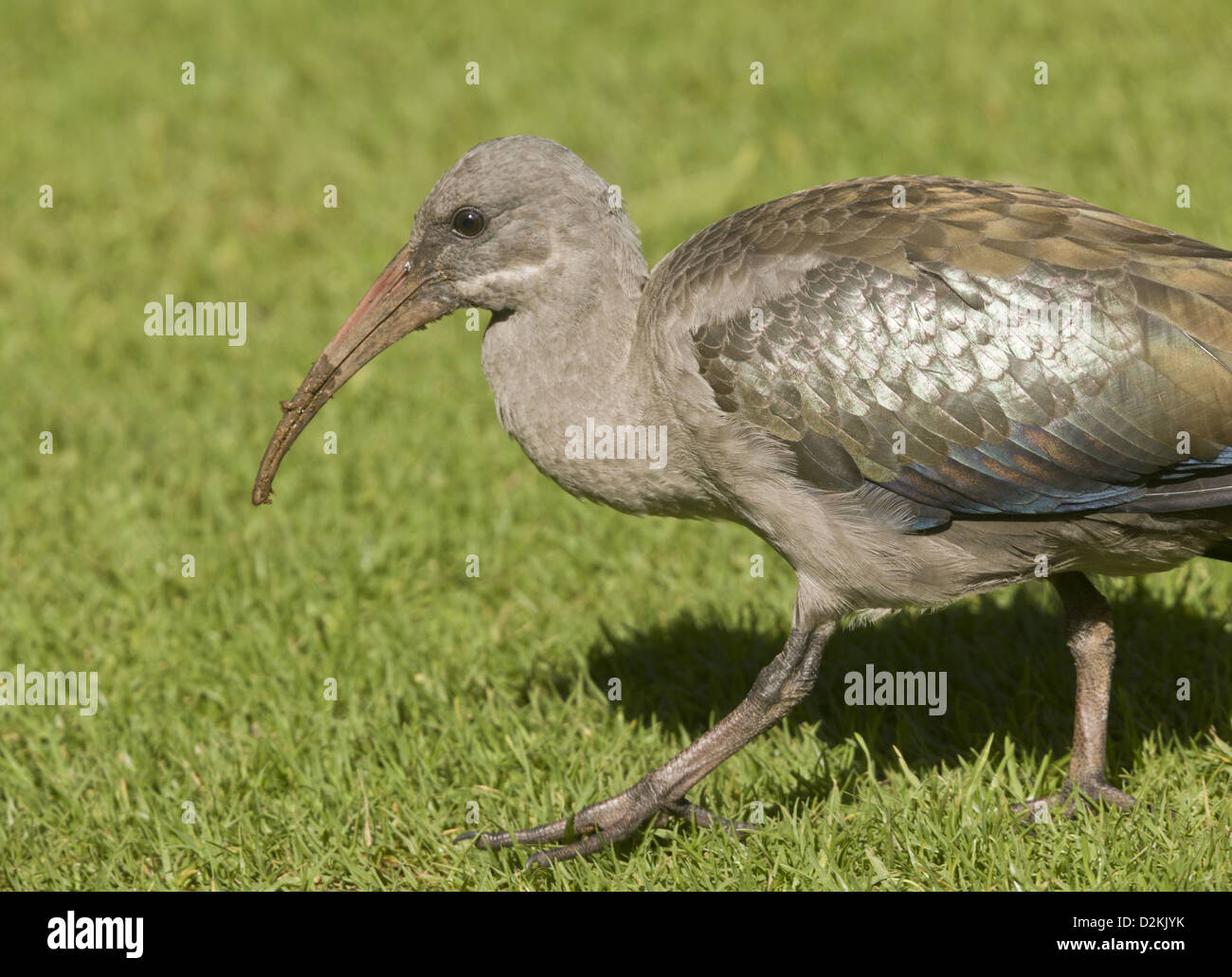 Hadeda Ibis (Bostrychia hagedash) feeding on grass, Cape Town. South ...