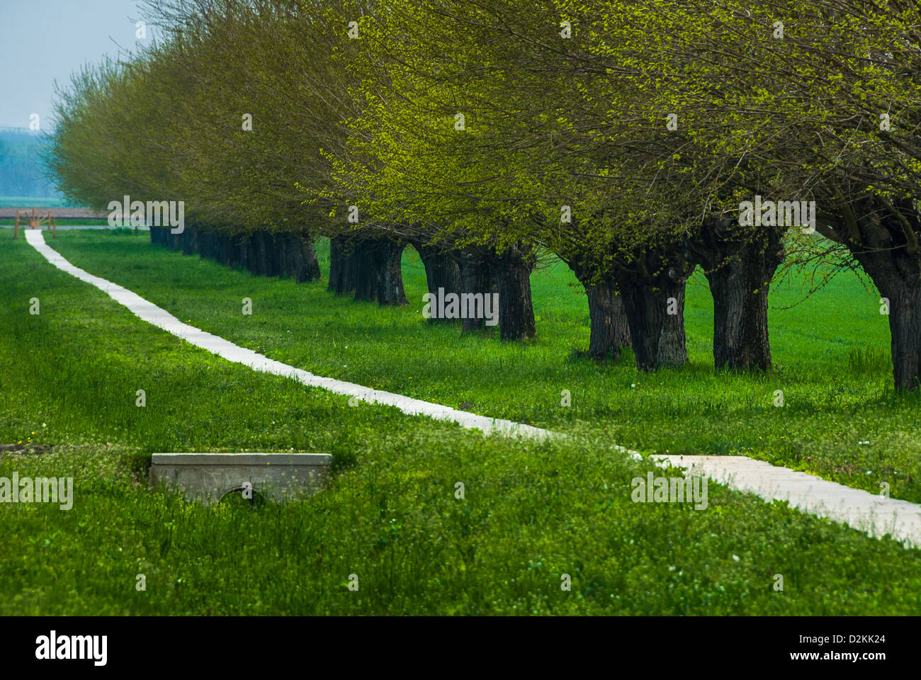 Diminishing Path Over Green Grass - line of trees (alley) with bike ...
