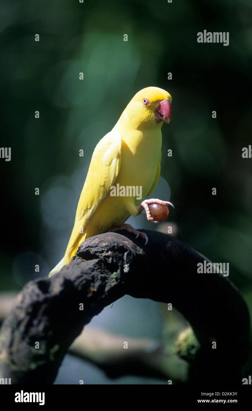 India, native birds, lutino Indian ringneck parakeet. (Psittacula ...