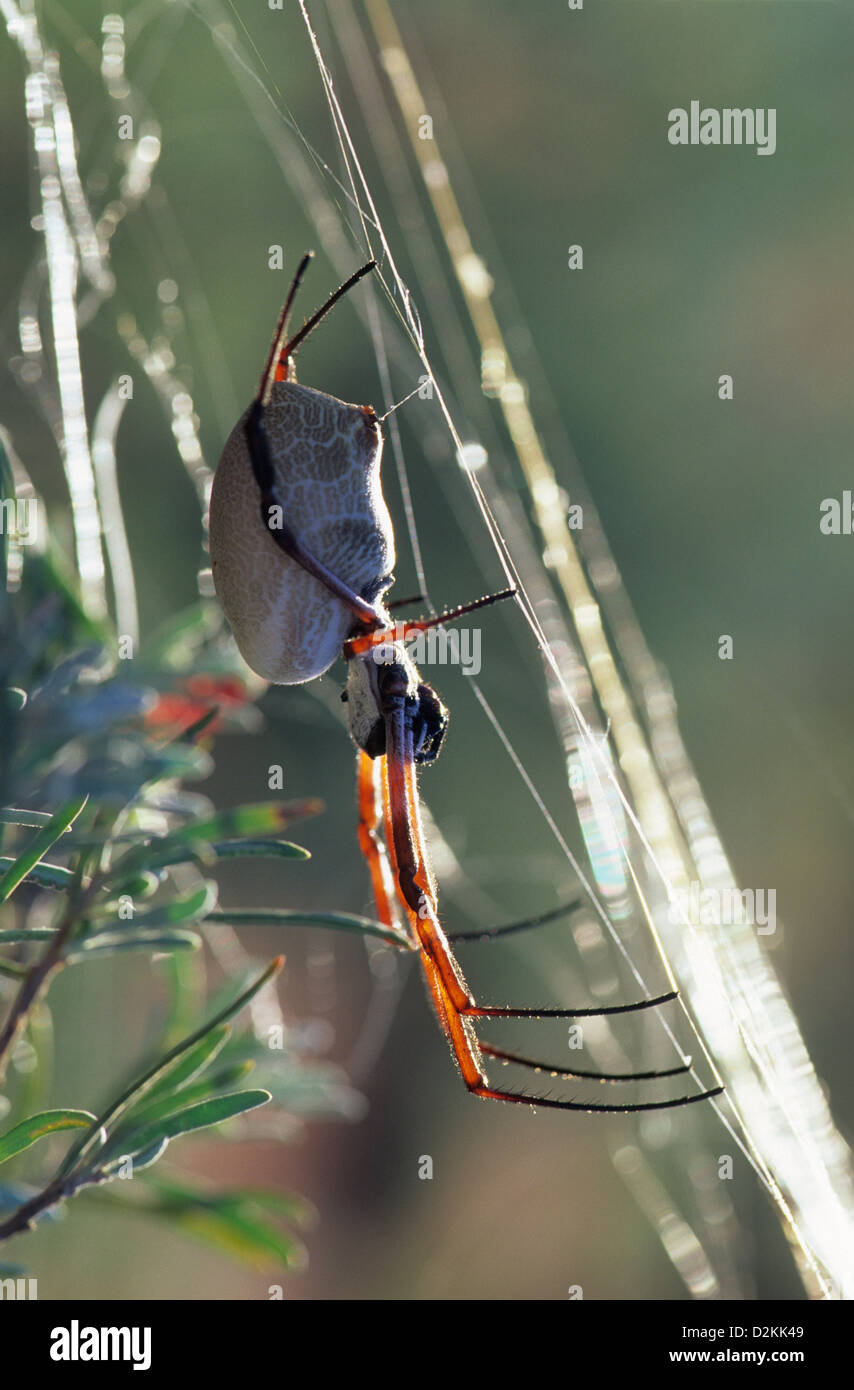 Golden silk orb weaver spider hi-res stock photography and images - Alamy