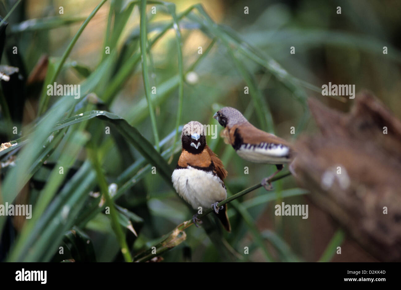Australia, wildlife, birds, Chestnut-breasted mannikin finch's in ...