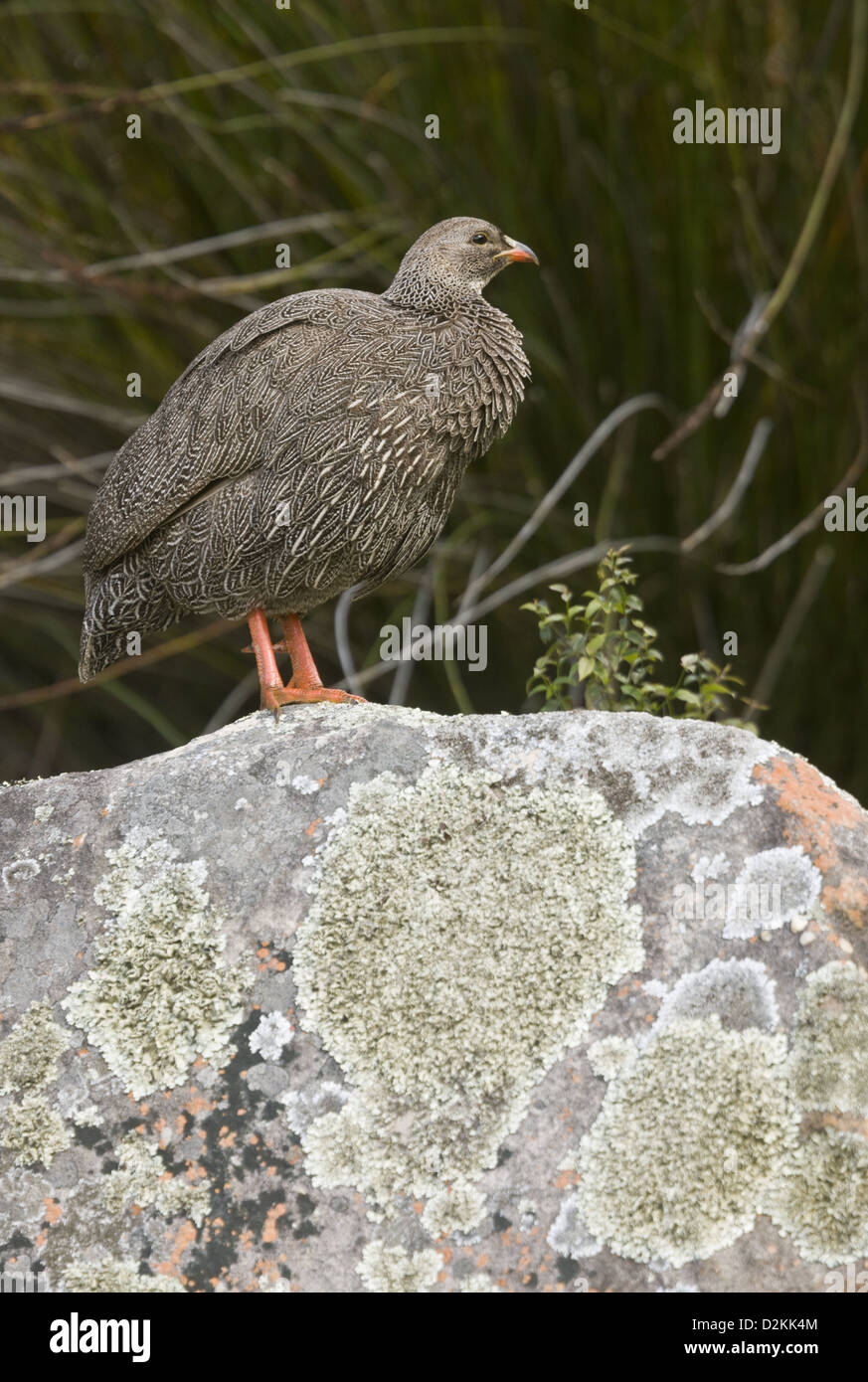 Cape Francolin / Cape Spurfowl (Pternistes capensis) in spring, South ...