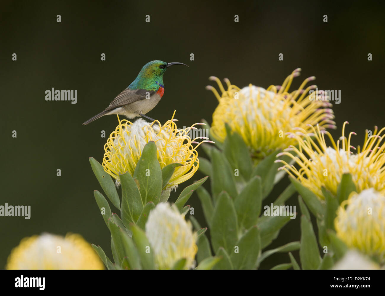Male Southern Double-collared Sunbird (Cinnyris chalybeus) on Grey Tree ...