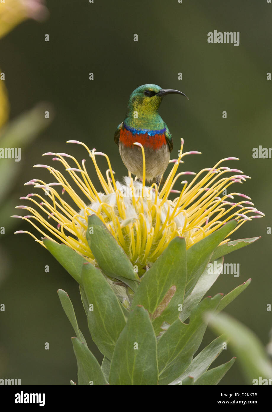 Male Southern Double-collared Sunbird (Cinnyris chalybeus) on Grey Tree ...