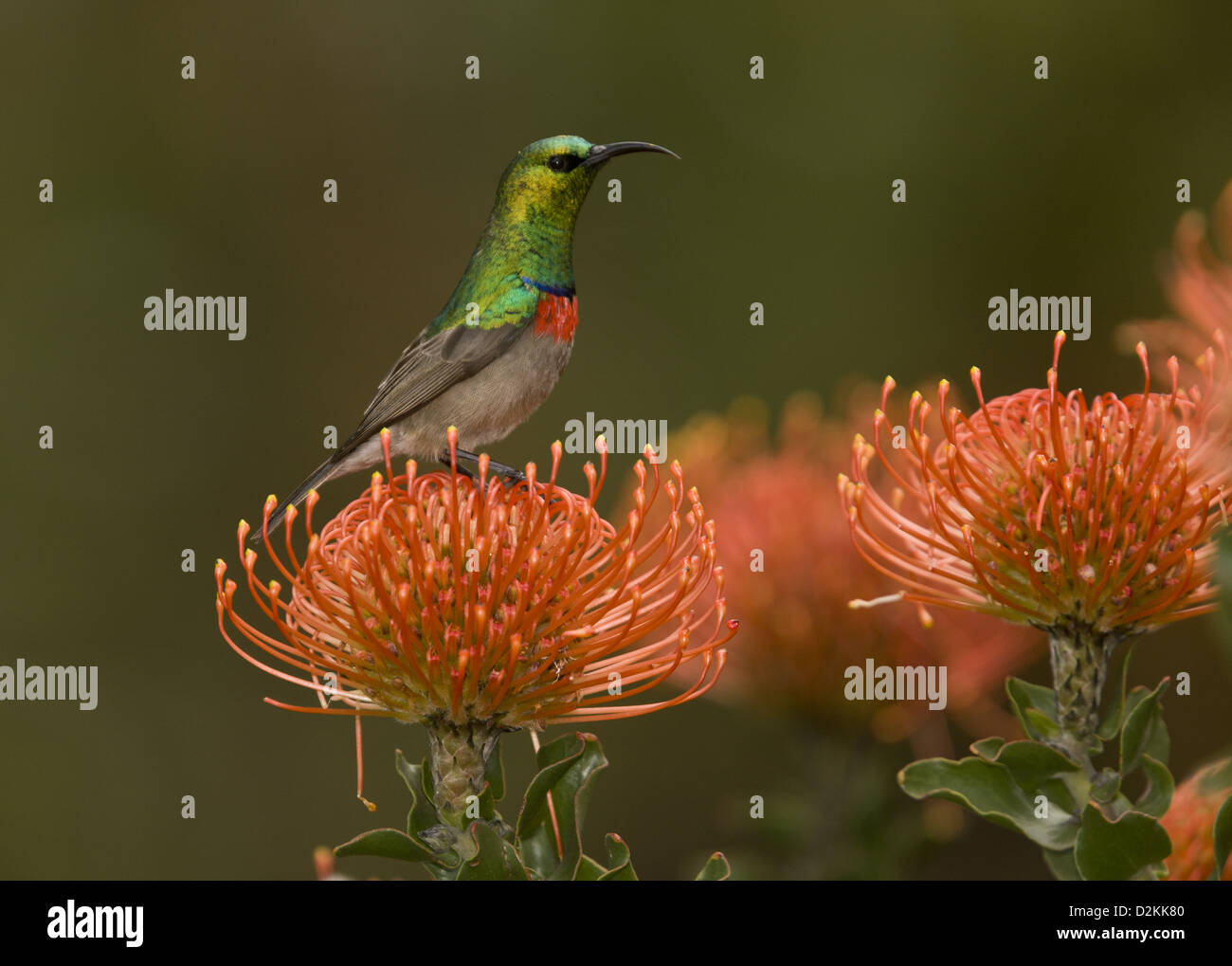 Male Southern Double-collared Sunbird (Cinnyris chalybeus) on Protea ...