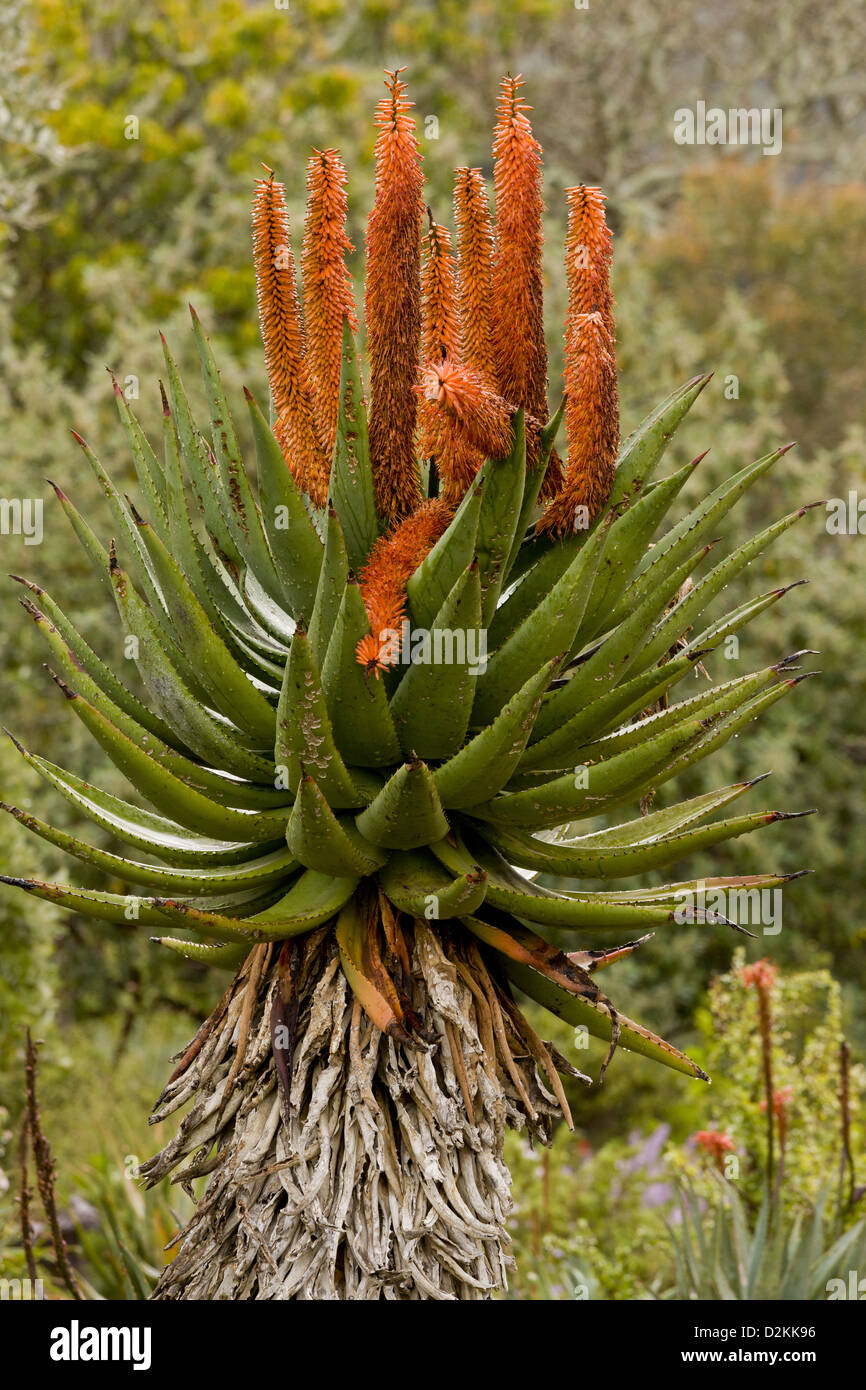 Aloe ferox hi-res stock photography and images - Alamy