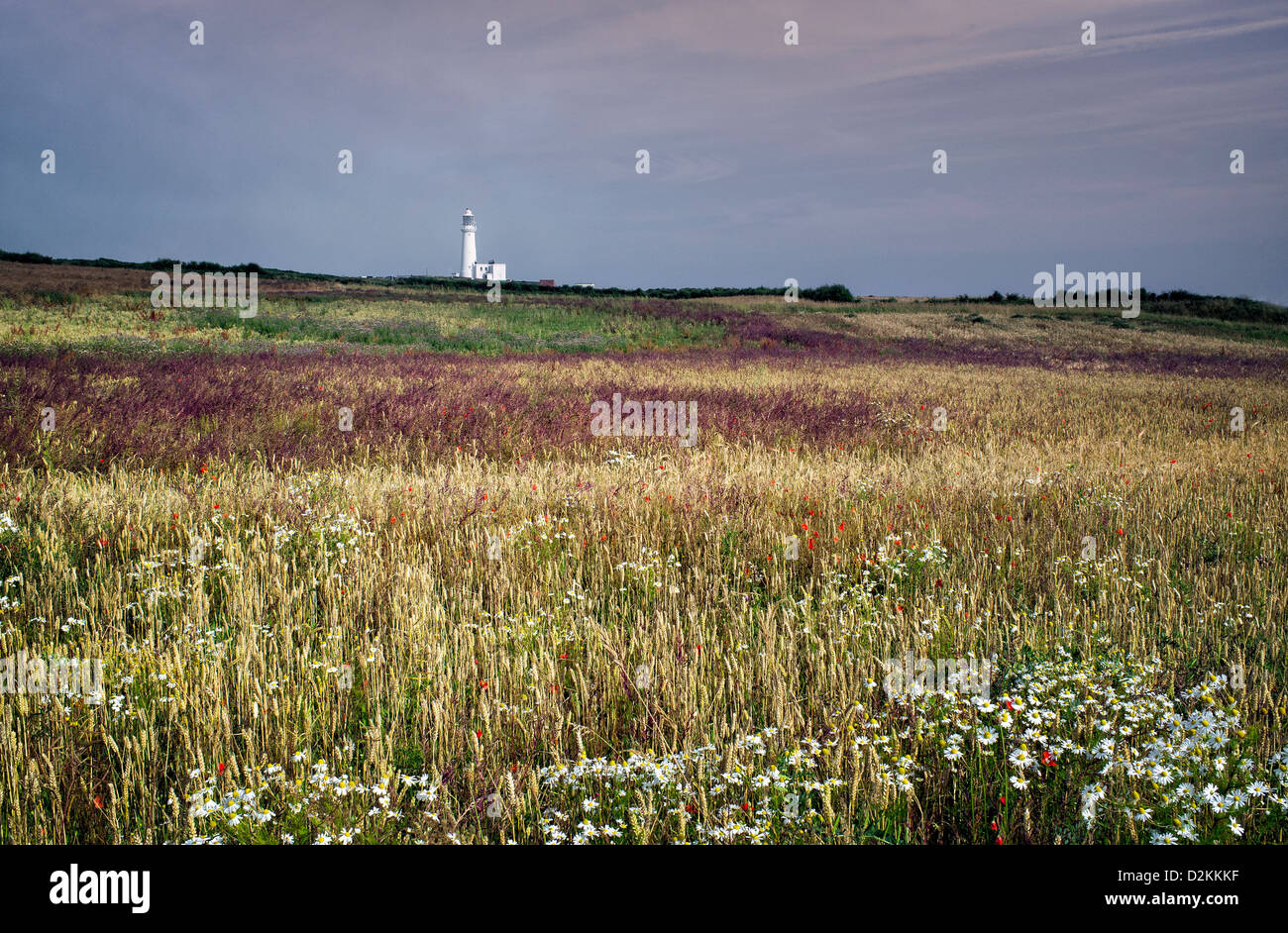 Flamborough Head lighthouse, a wheat field, and wild flowers on a ...