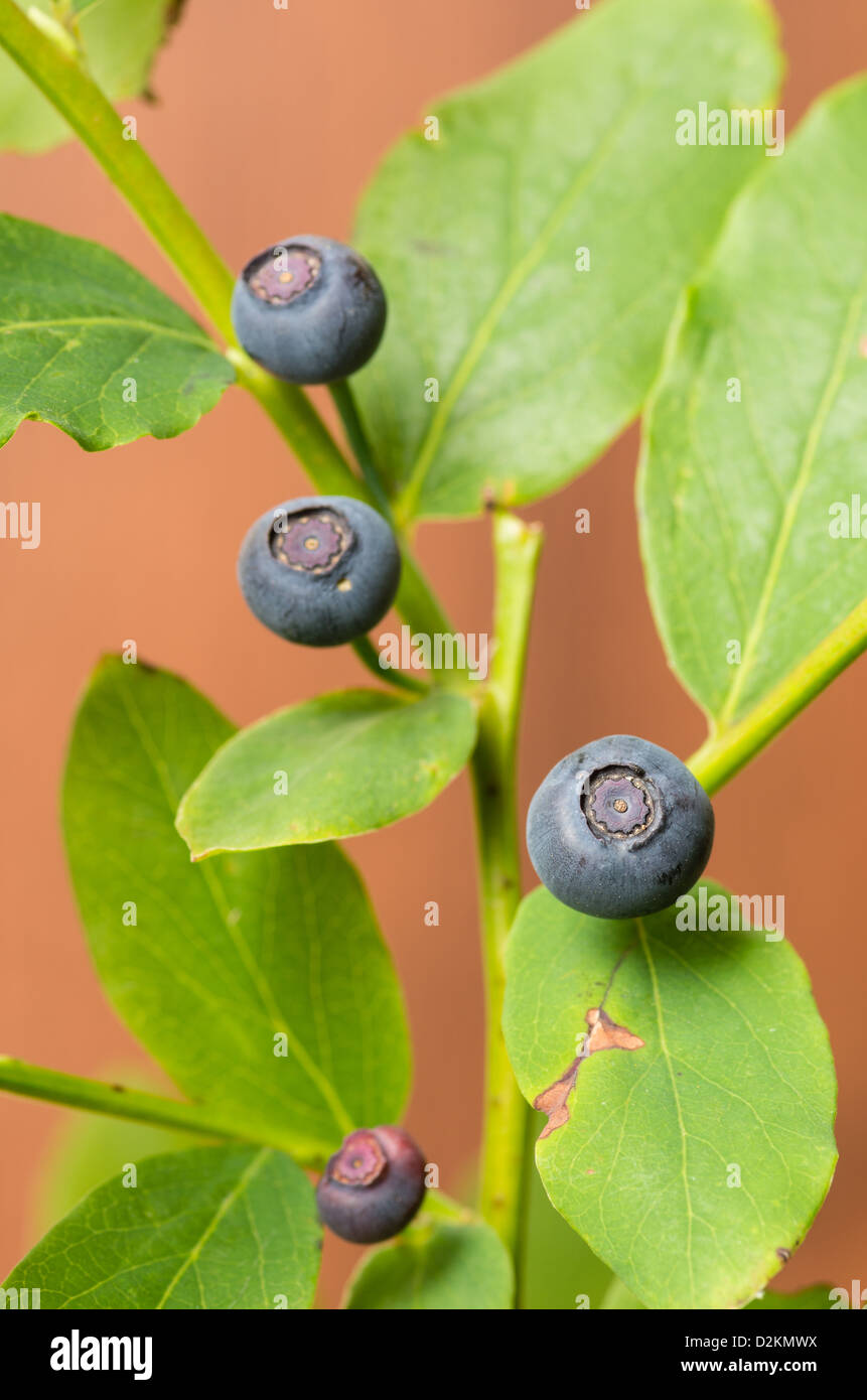 Wild Huckleberries on a branch Stock Photo - Alamy