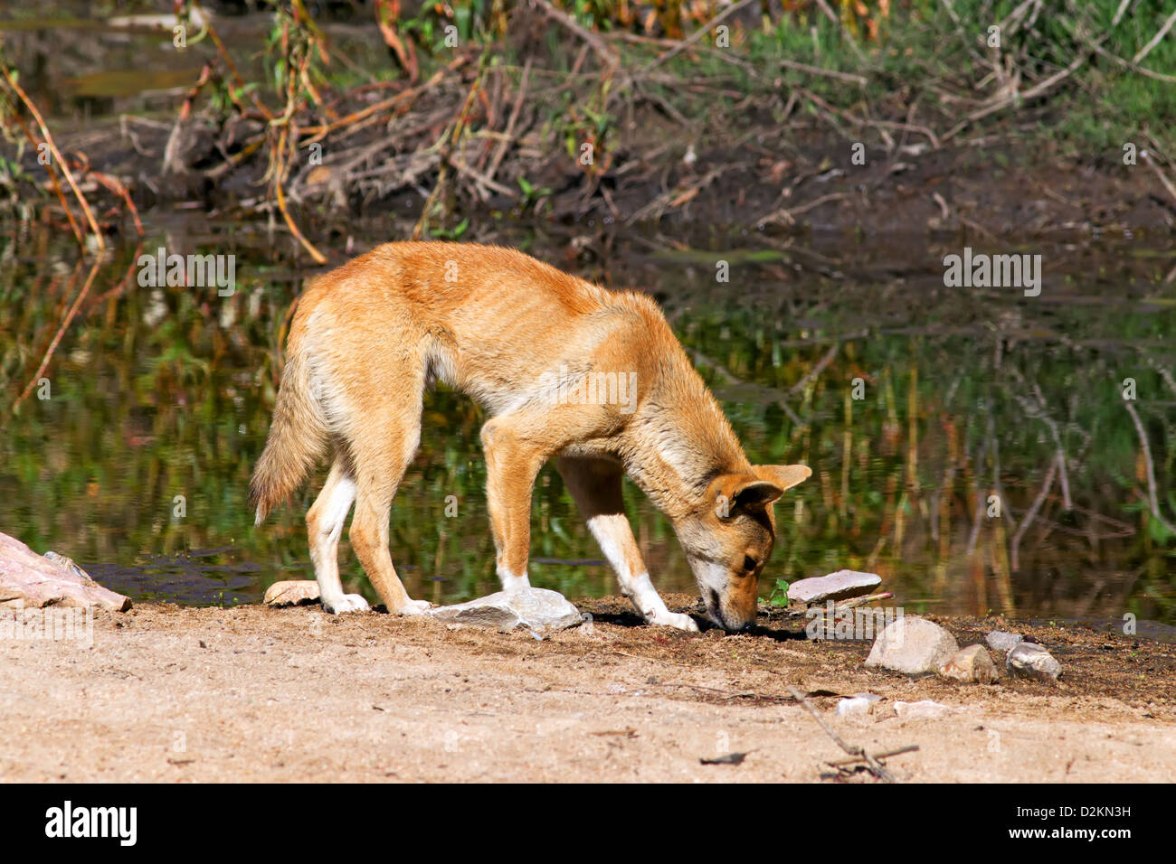 An Australian Dingo at a water hole in central Australia Stock Photo ...