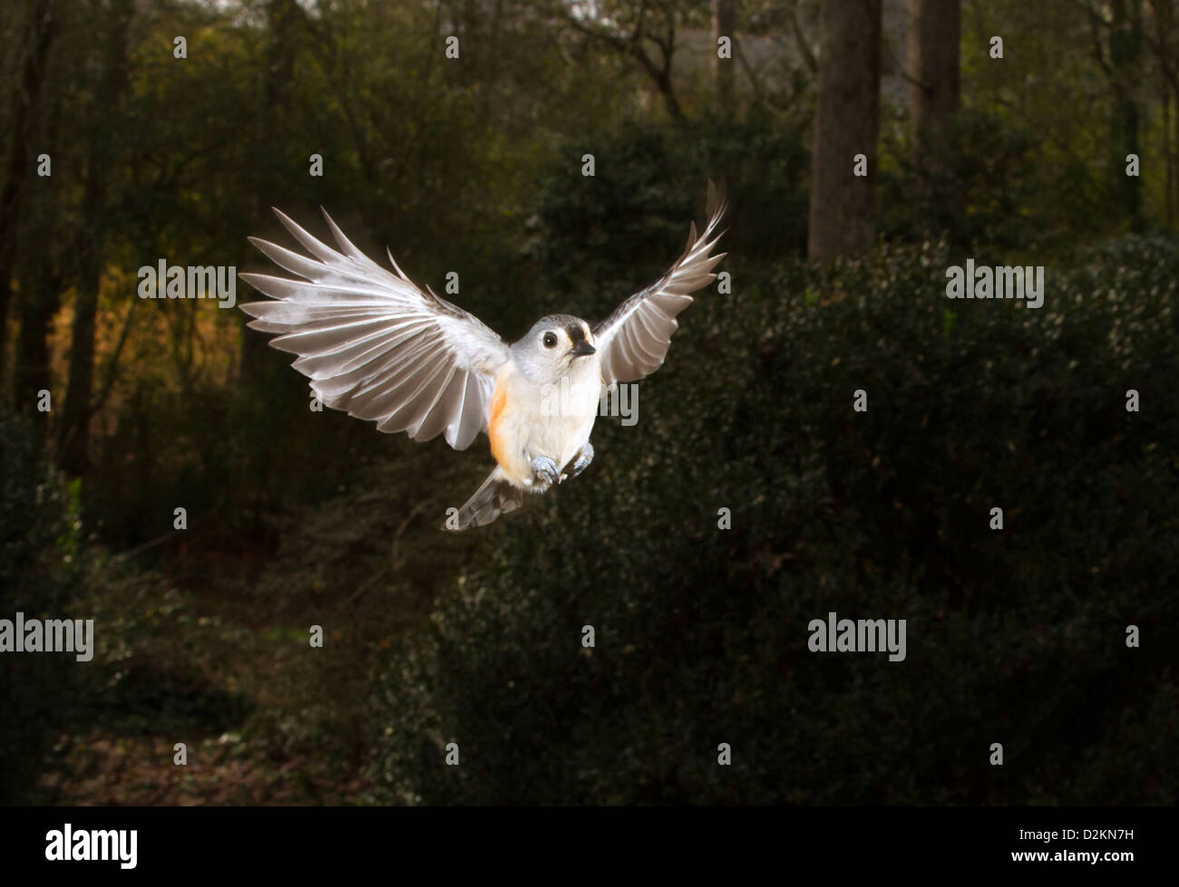 Tufted Titmouse (Baeolophus bicolor) flying Stock Photo - Alamy