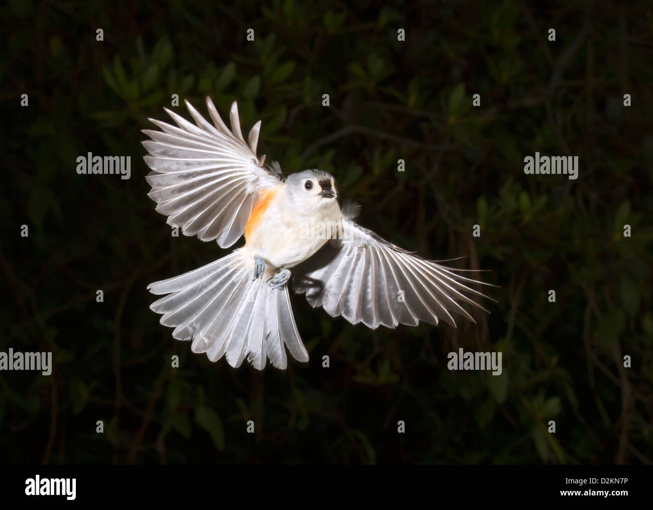 Tufted Titmouse (Baeolophus bicolor) flying Stock Photo - Alamy