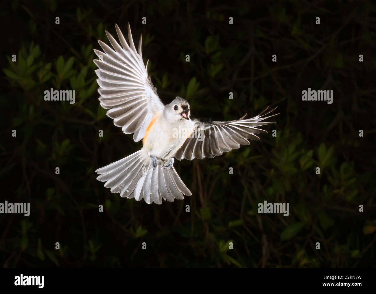 Tufted Titmouse (Baeolophus bicolor) flying Stock Photo - Alamy
