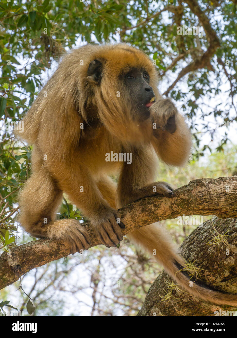 A howler monkey, the largest new world monkey, in a tree in the town ...