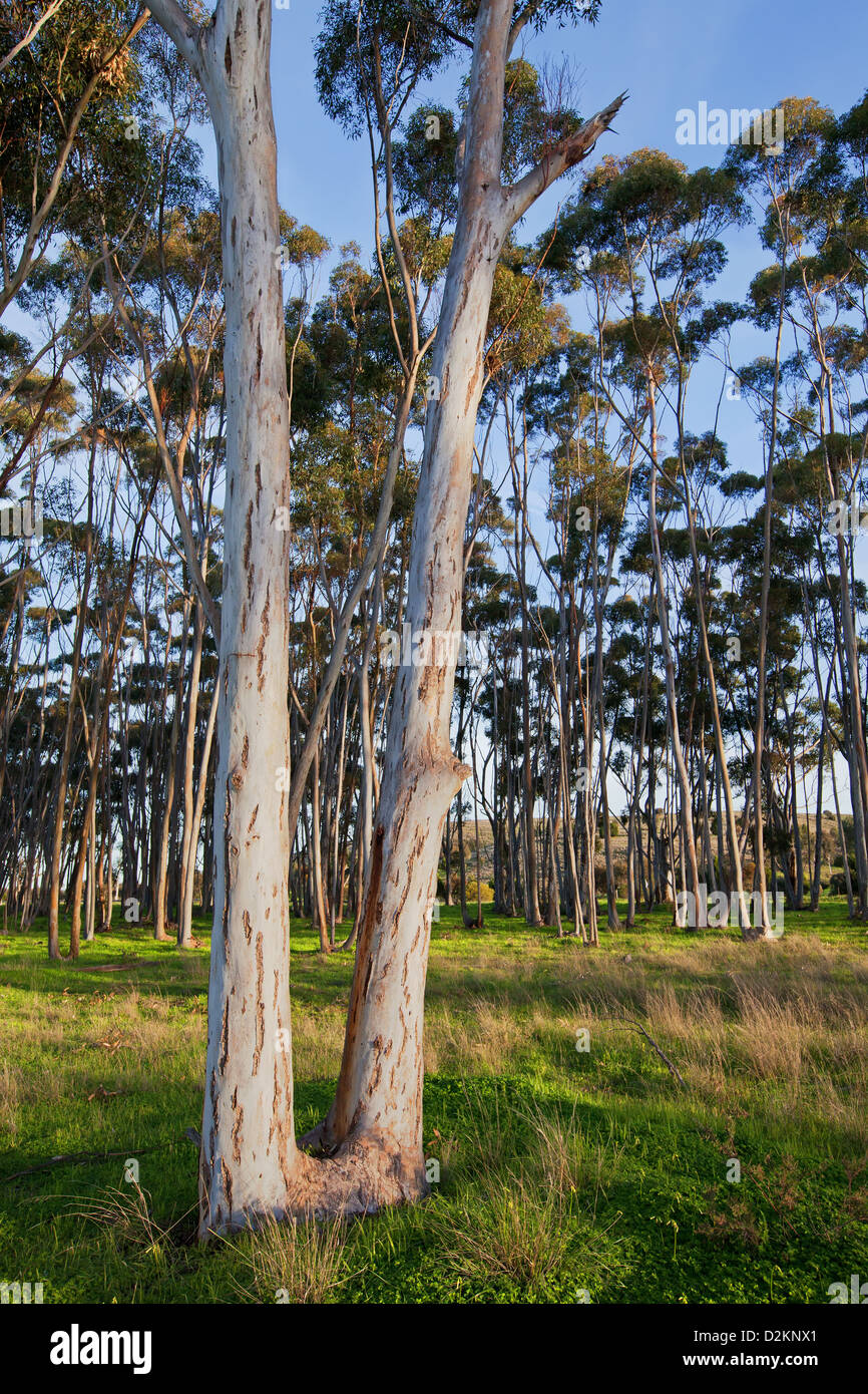 Tree grove hi-res stock photography and images - Alamy