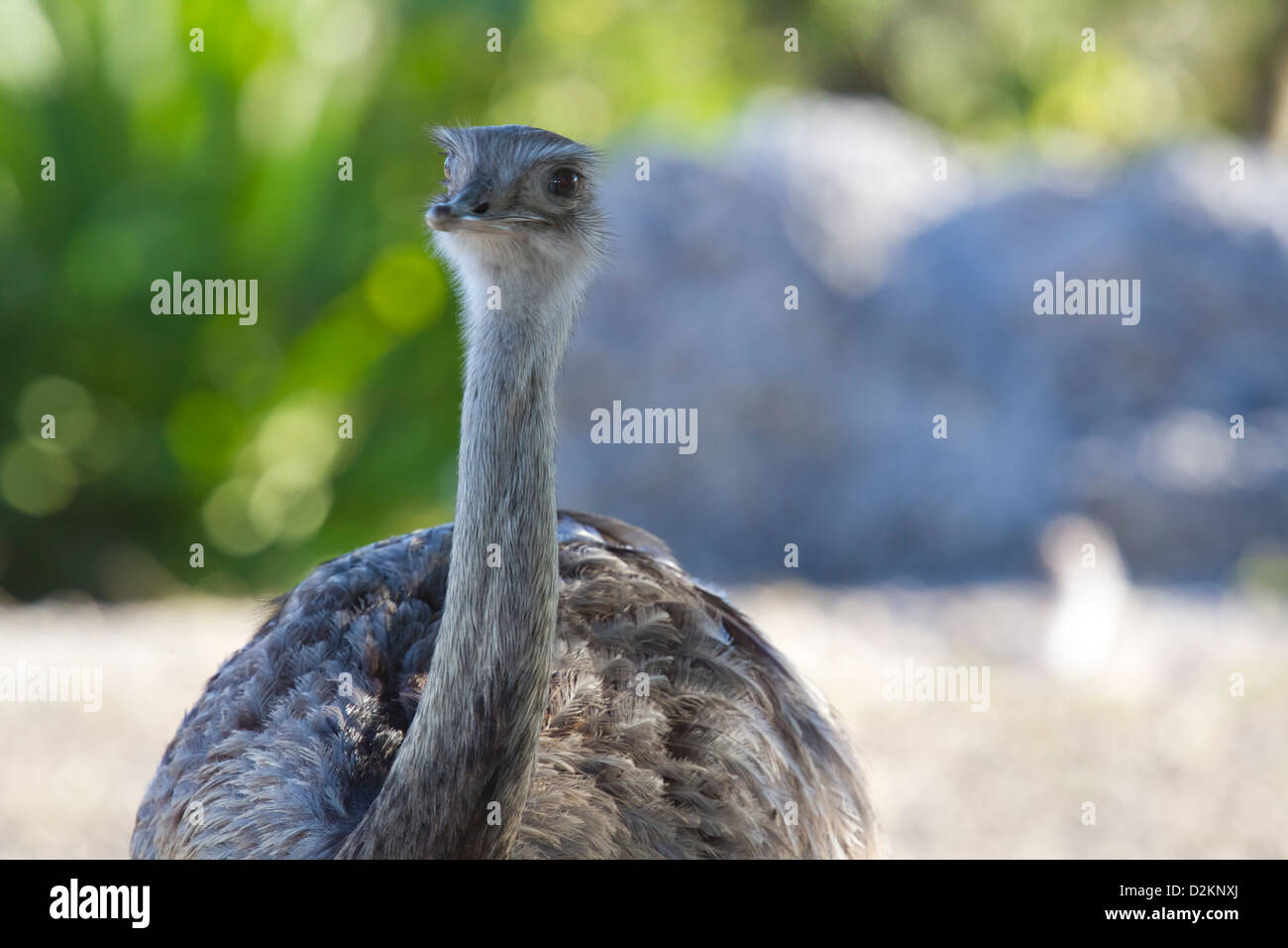 American rhea hi-res stock photography and images - Alamy