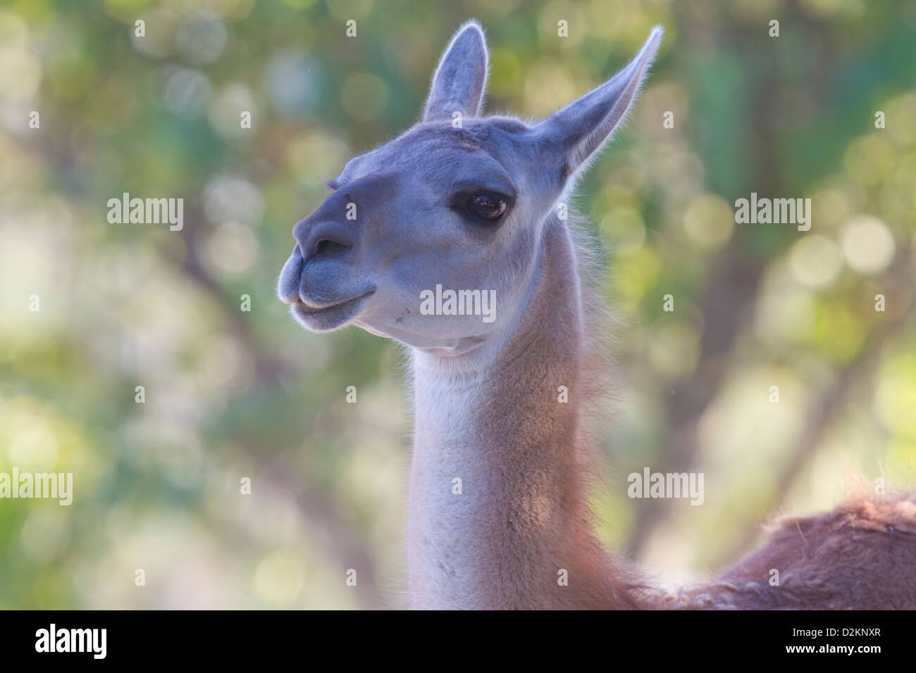 Lama genus hi-res stock photography and images - Alamy
