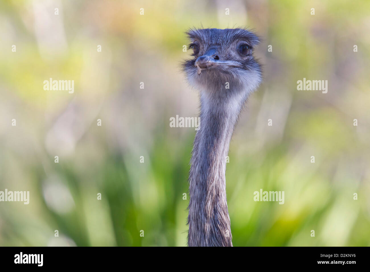 American rhea hi-res stock photography and images - Alamy