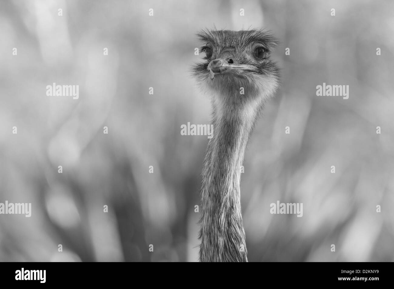 American rhea Black and White Stock Photos & Images - Alamy