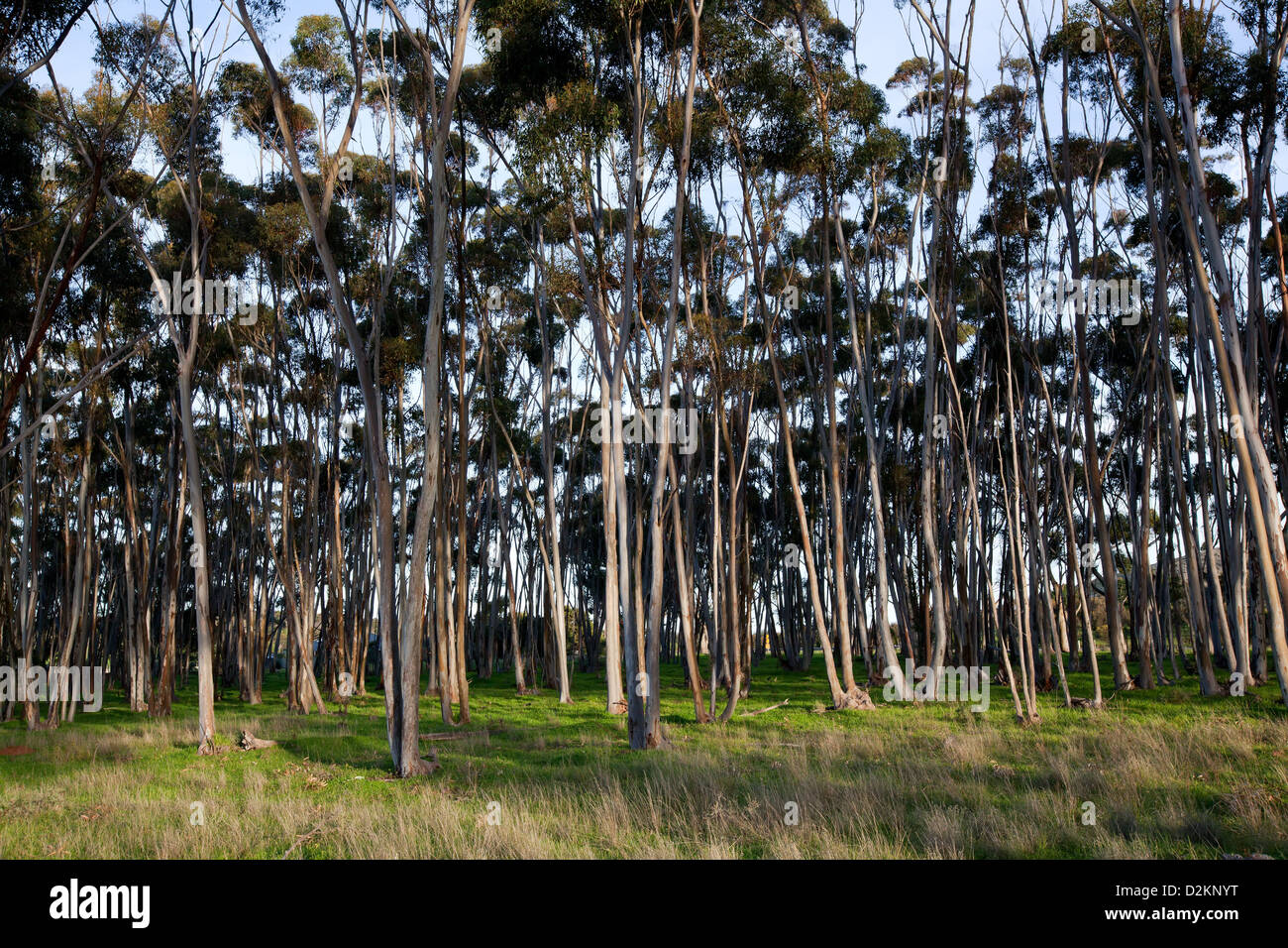 Gum tree grove Stock Photo - Alamy