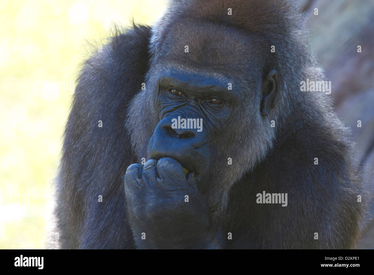 Low animal hi-res stock photography and images - Alamy