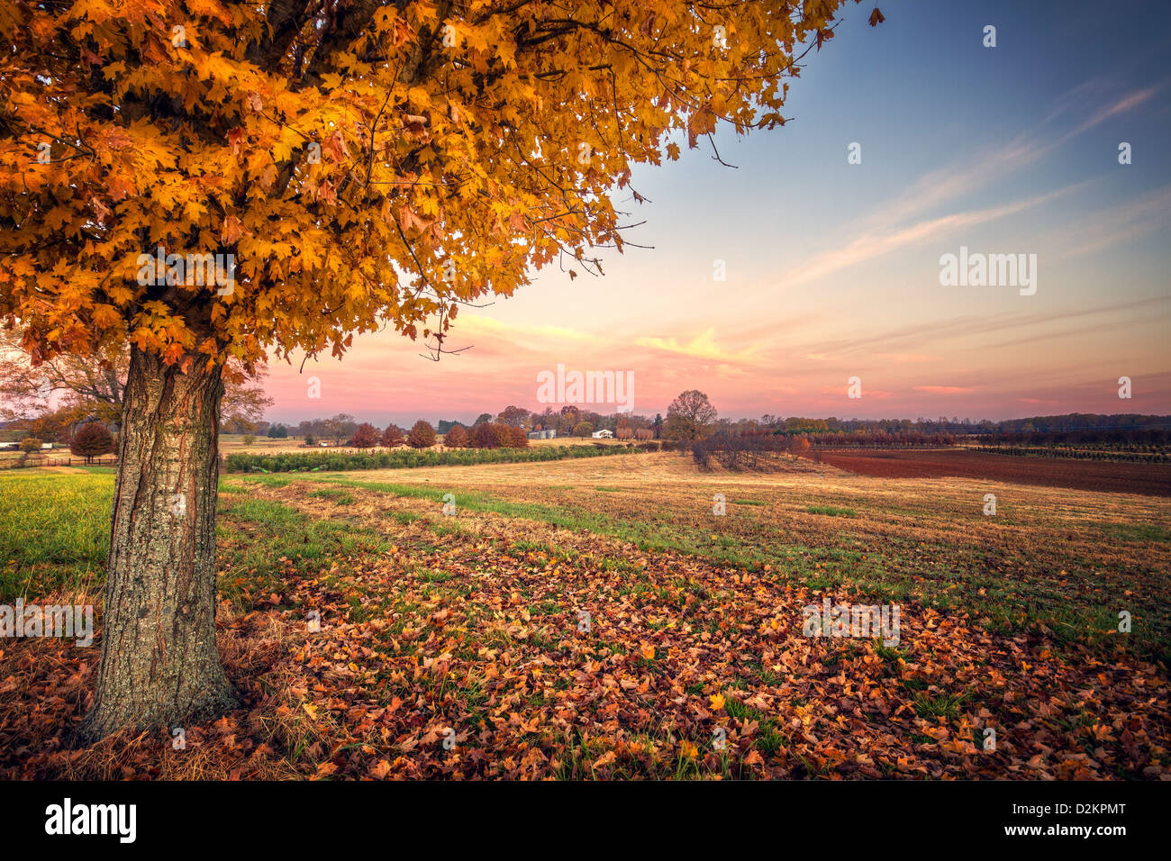 Large old maple tree hi-res stock photography and images - Alamy