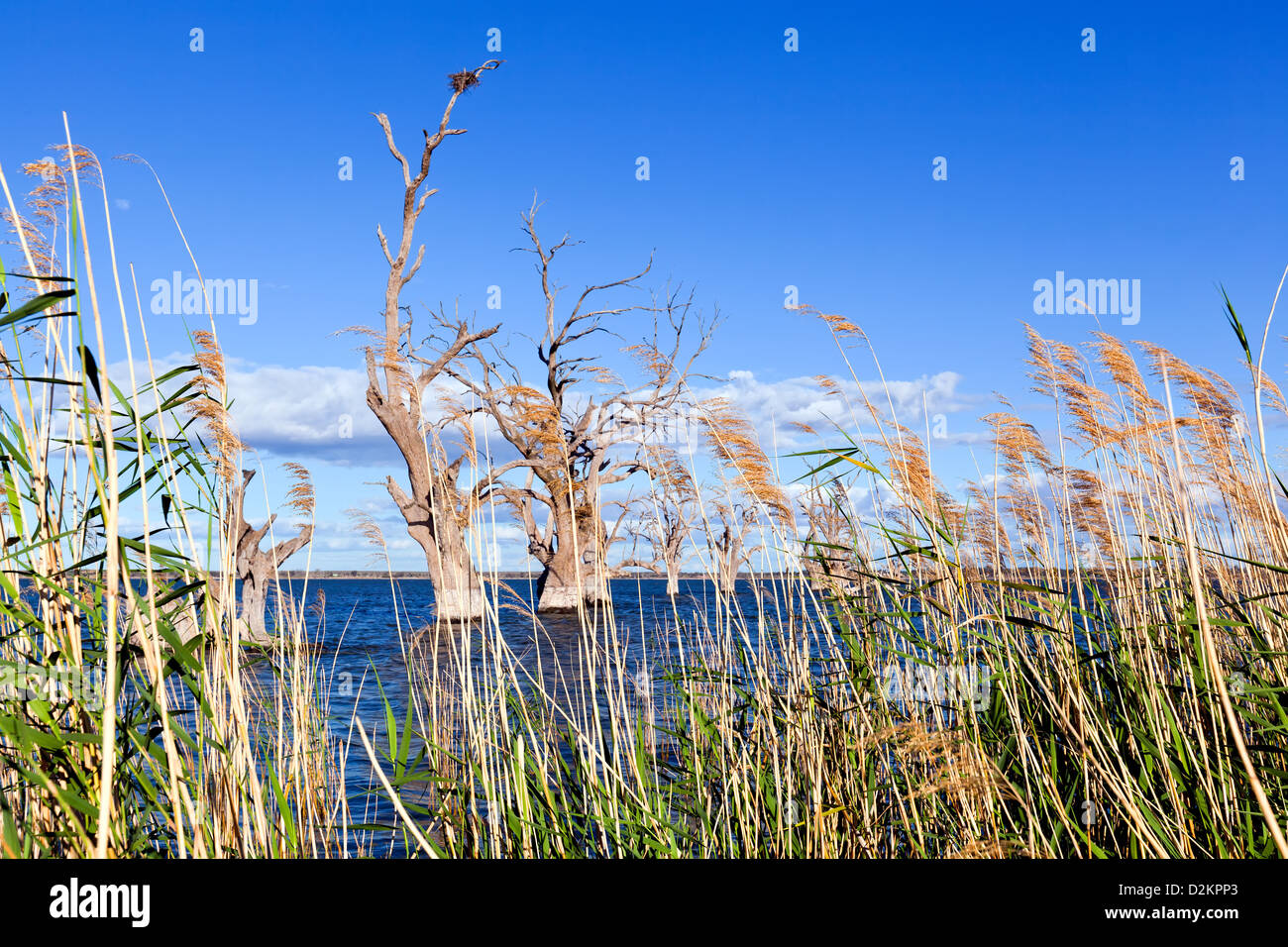 Pelican Point Lake Bonney Riverland South Australia Stock Photo - Alamy