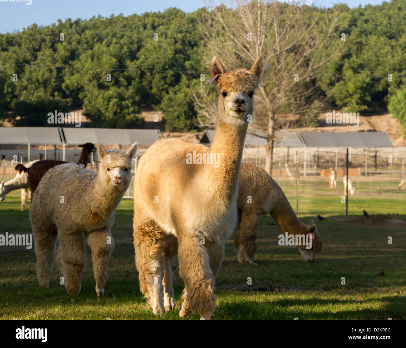 Huacaya alpacas hi-res stock photography and images - Alamy