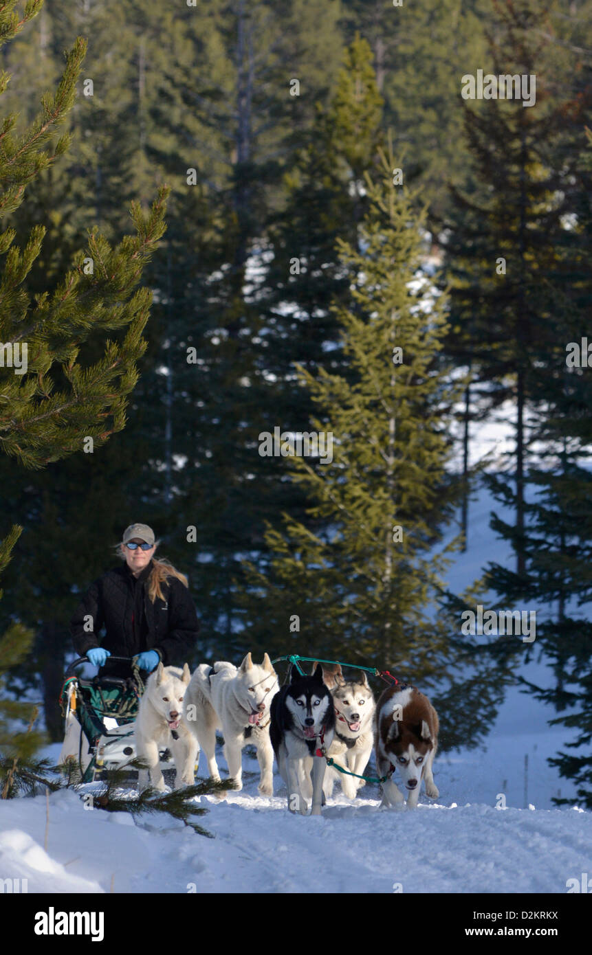 Musher dog hi-res stock photography and images - Alamy