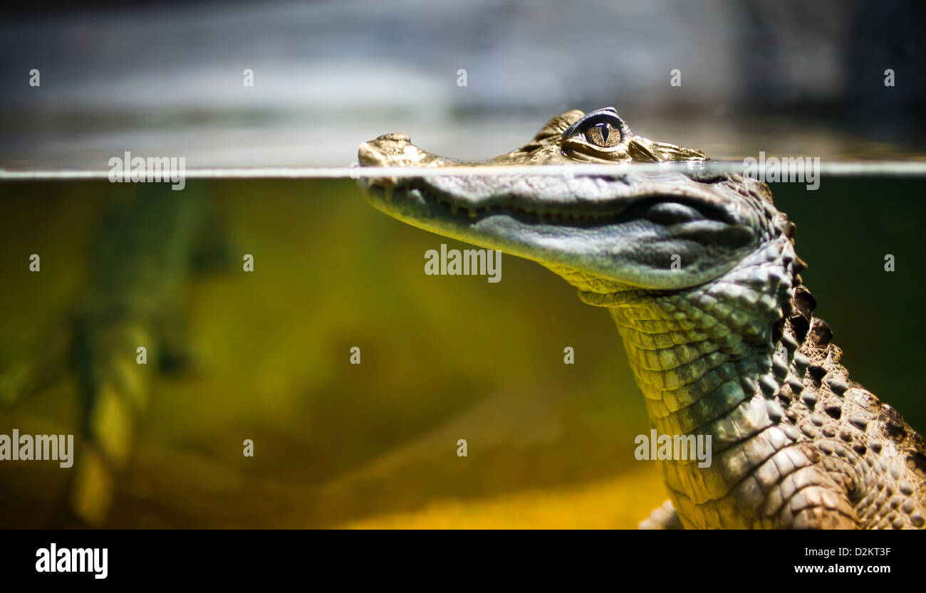 Caiman crocodilus in water Stock Photo - Alamy