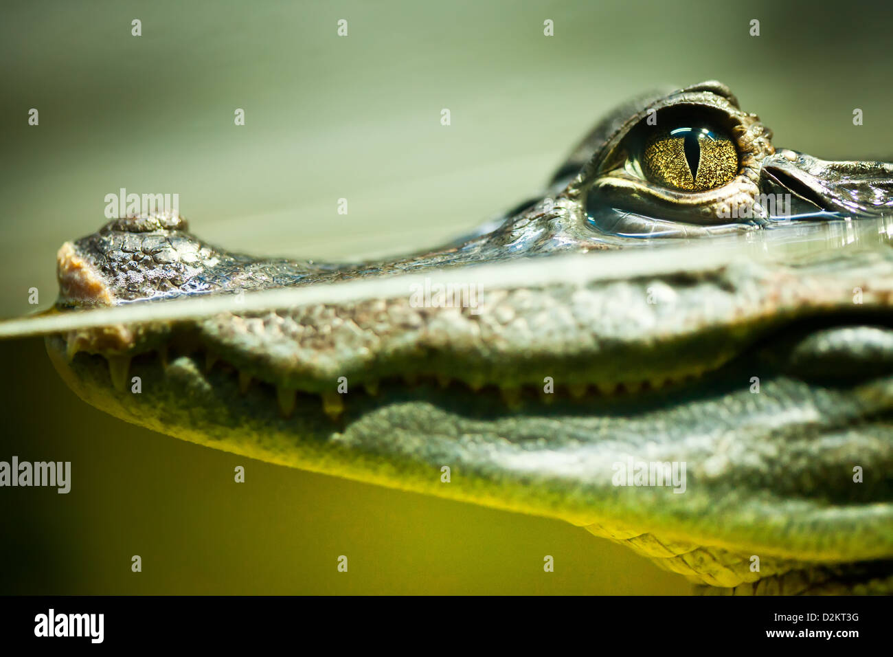 Caiman crocodilus in water Stock Photo - Alamy