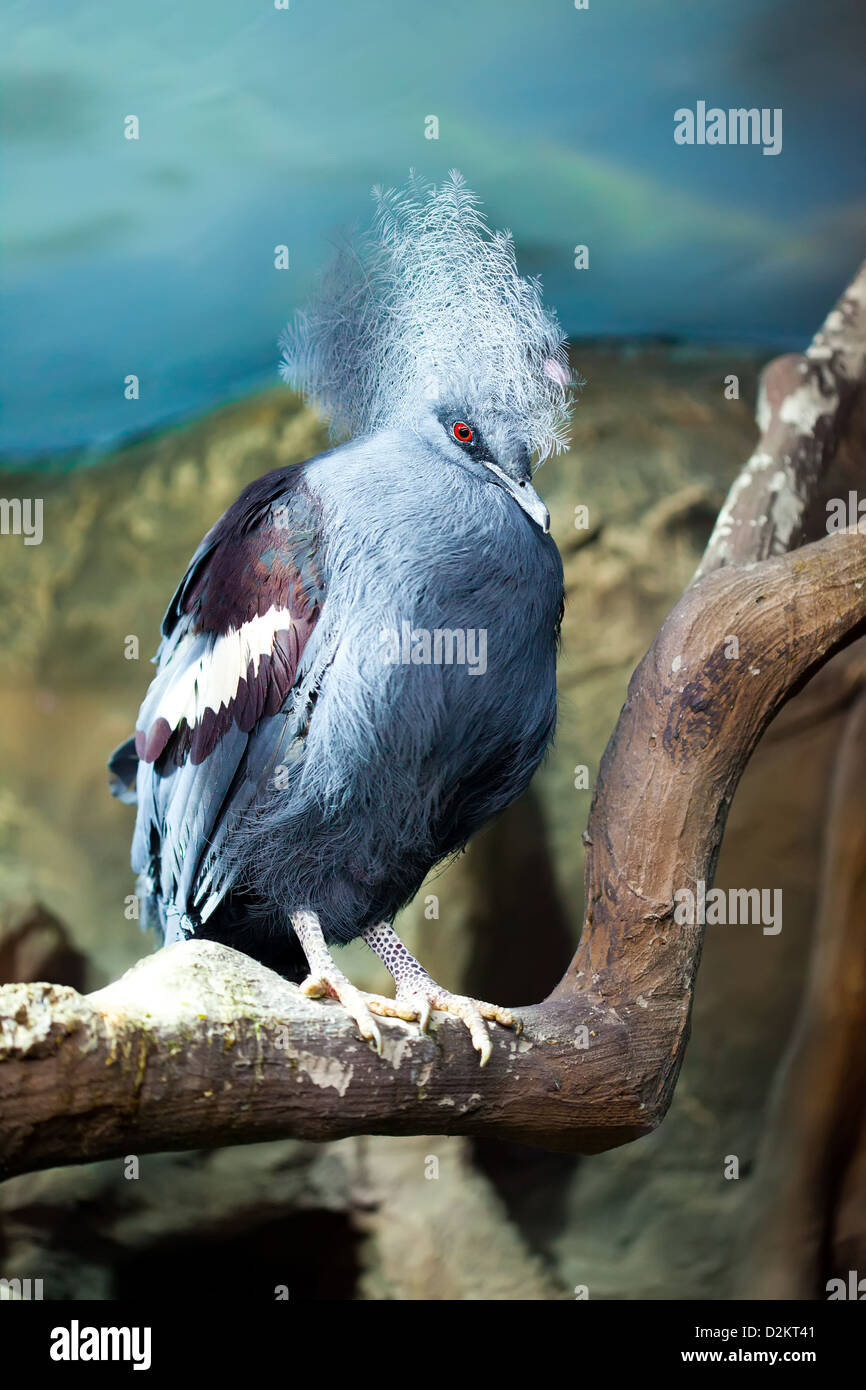 Goura cristata hi-res stock photography and images - Alamy