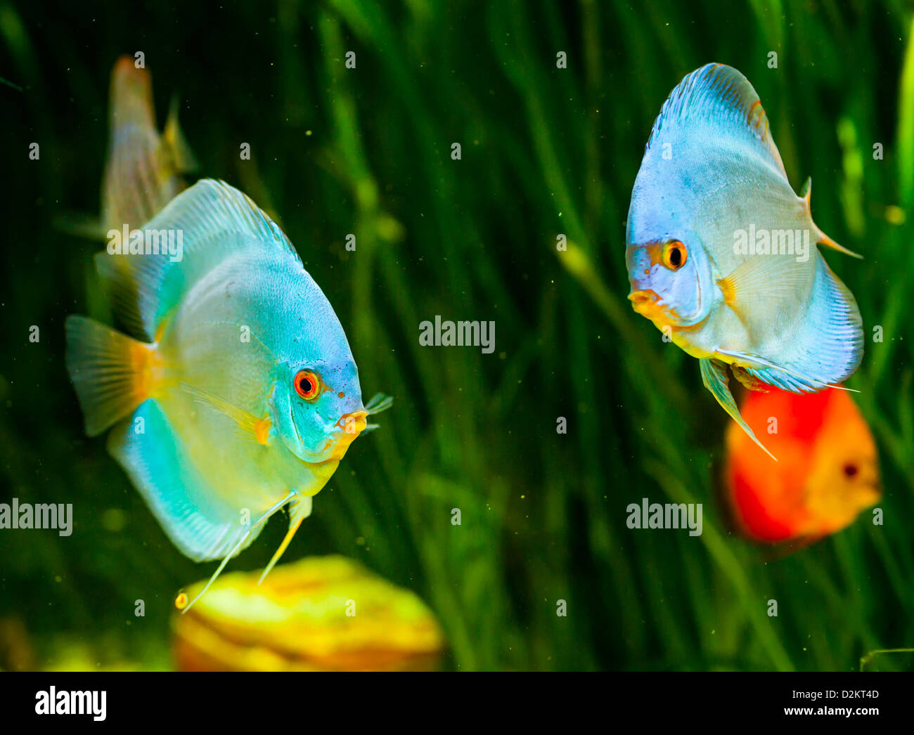 Symphysodon discus in an aquarium on a green background Stock Photo - Alamy