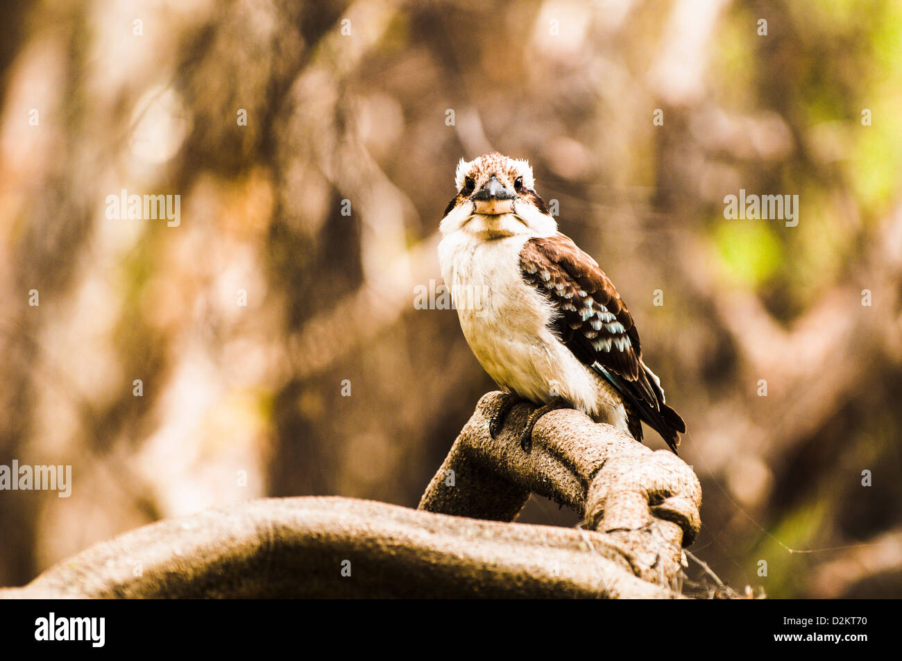 Kookaburra bird hi-res stock photography and images - Alamy