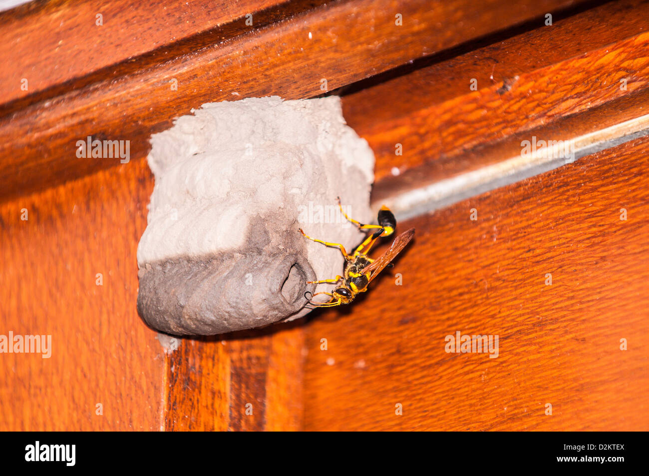 Wasp nest house hi-res stock photography and images - Alamy