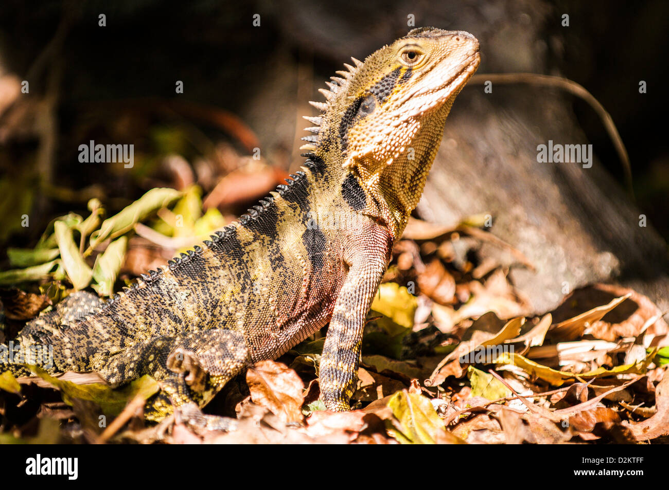 Australia lizard hi-res stock photography and images - Alamy