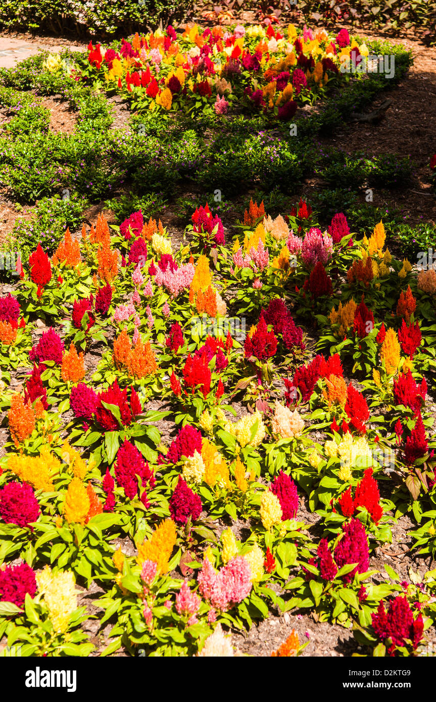 Roma street parklands hi-res stock photography and images - Alamy