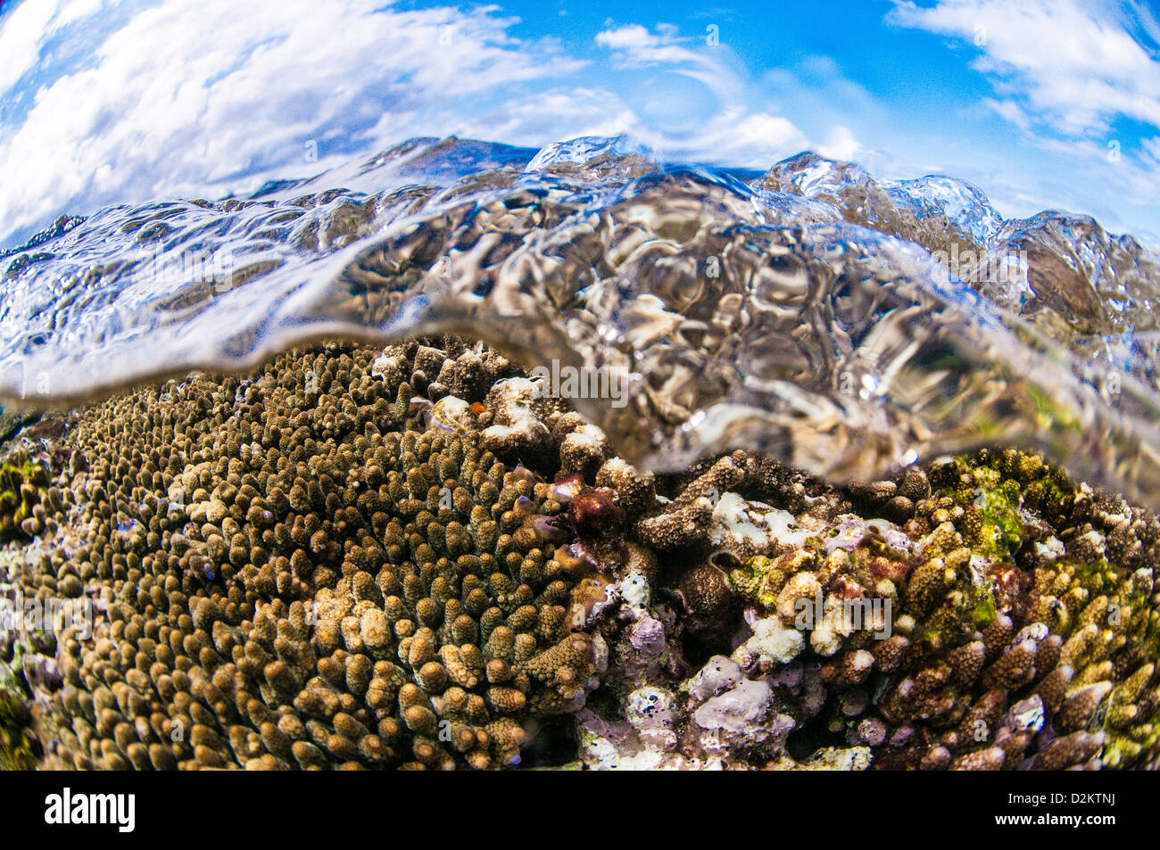 Split level view of a coral reef, Lady Elliot Island, Great Barrier ...