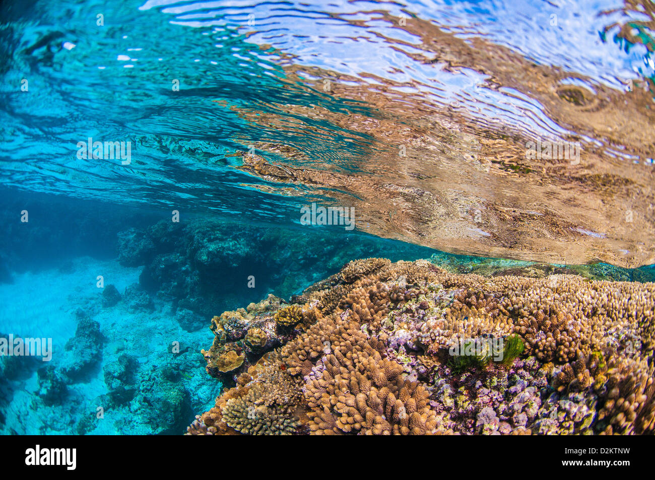 Underwater scene of coral reef, Lady Elliot Island, Great Barrier Reef ...
