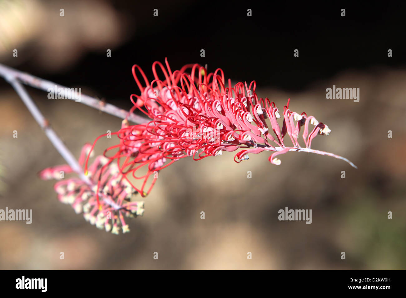 Dryander's Grevillia (Grevillea dryandri). Kakadu National Park ...
