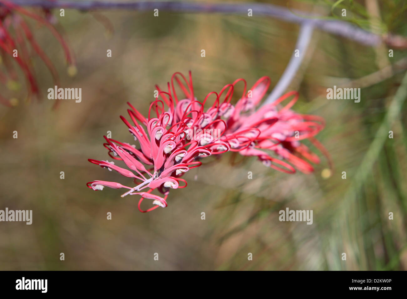 Dryander's Grevillia (Grevillea dryandri). Kakadu National Park ...
