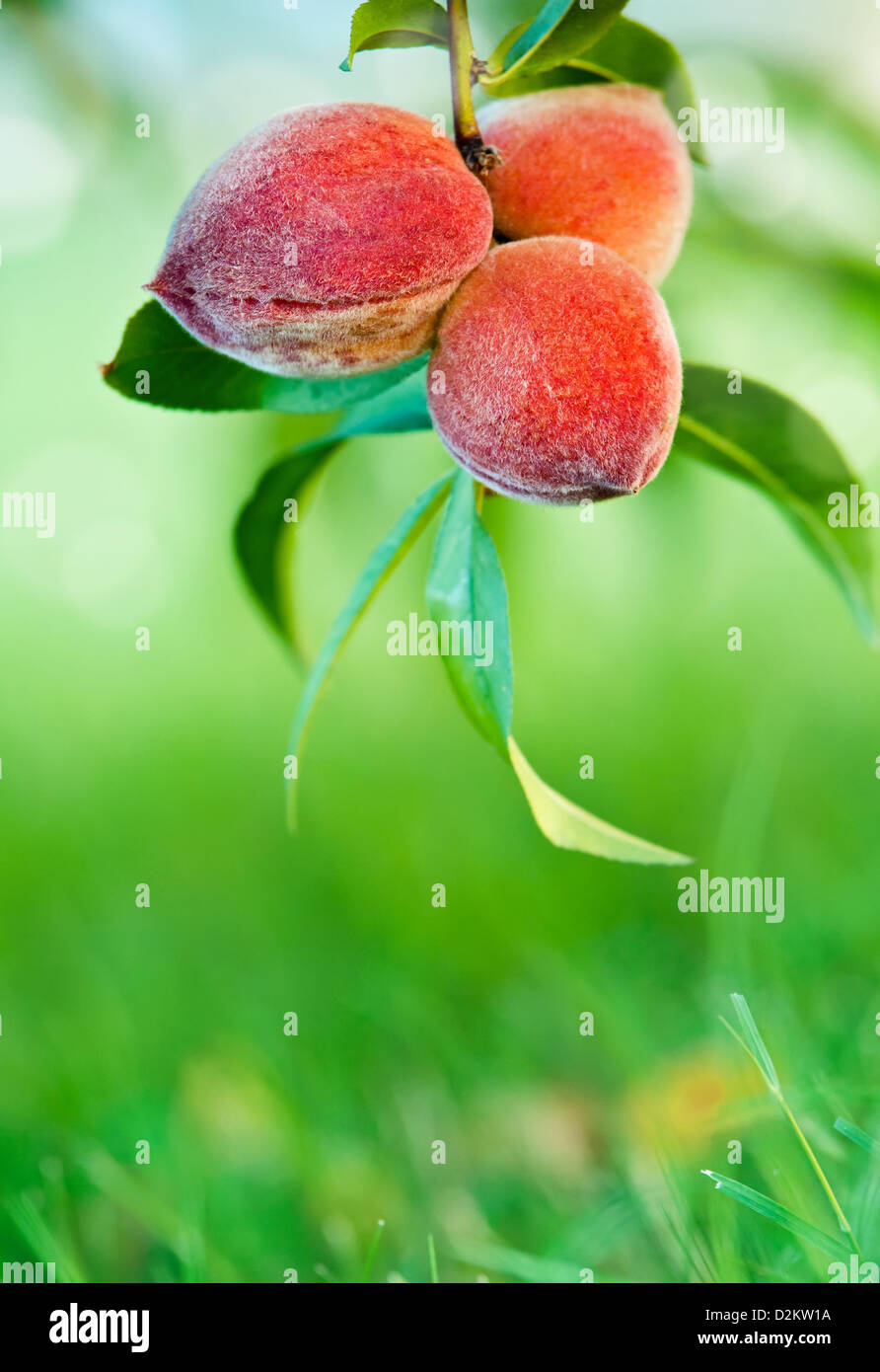 Sweet peaches growing on peach tree Stock Photo - Alamy