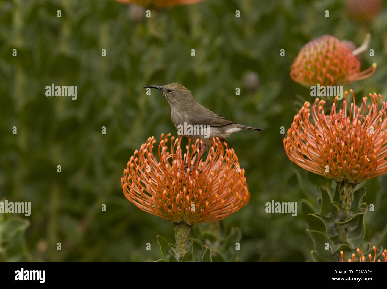 Female Southern Double-collared Sunbird (Cinnyris chalybeus) on Protea ...