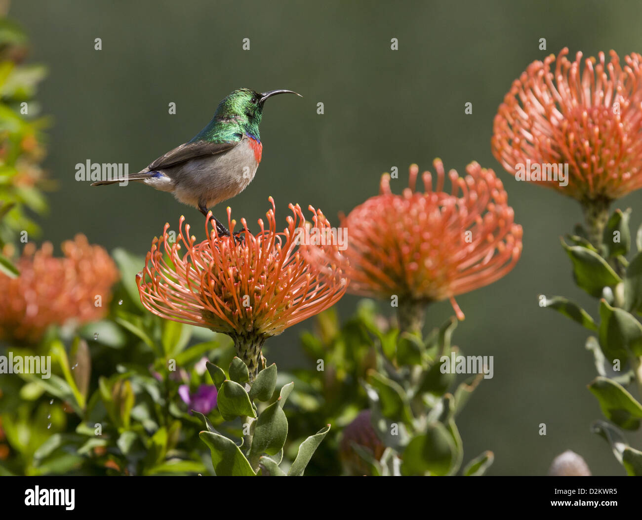 Male Southern Double-collared Sunbird (Cinnyris chalybeus) on Proteas ...