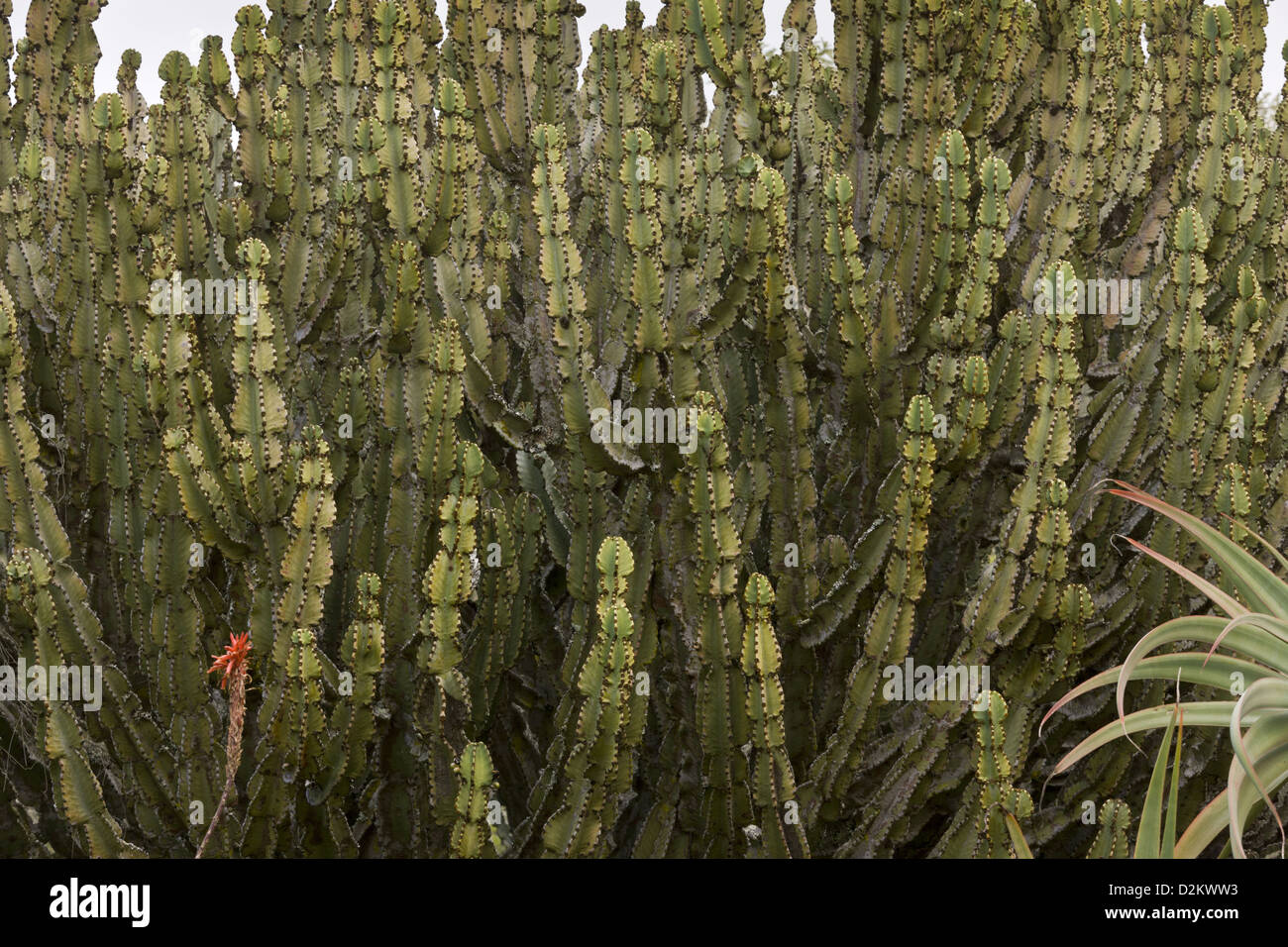 Candelabra tree hi-res stock photography and images - Alamy